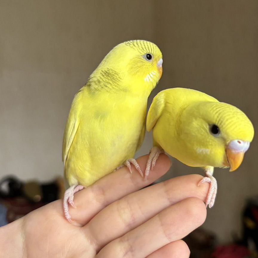 Попугай волнистый птенец