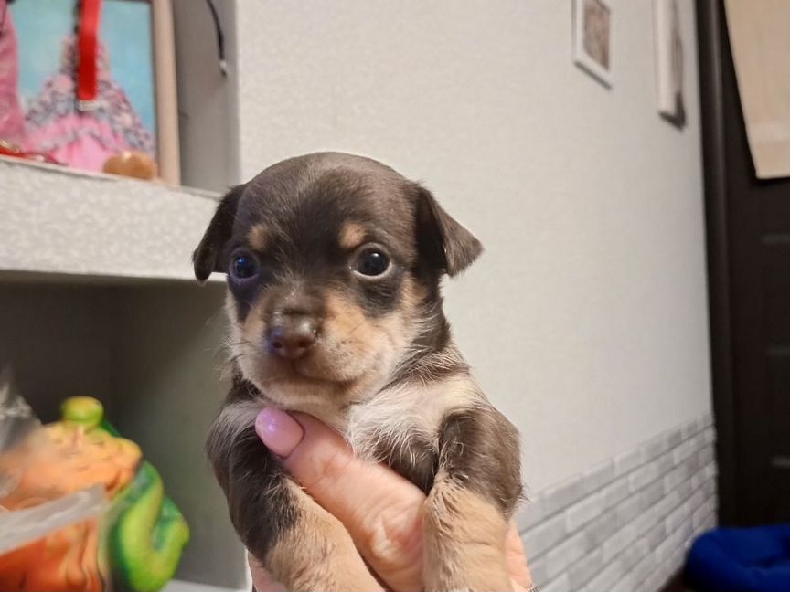 Щенки русский той-терьер