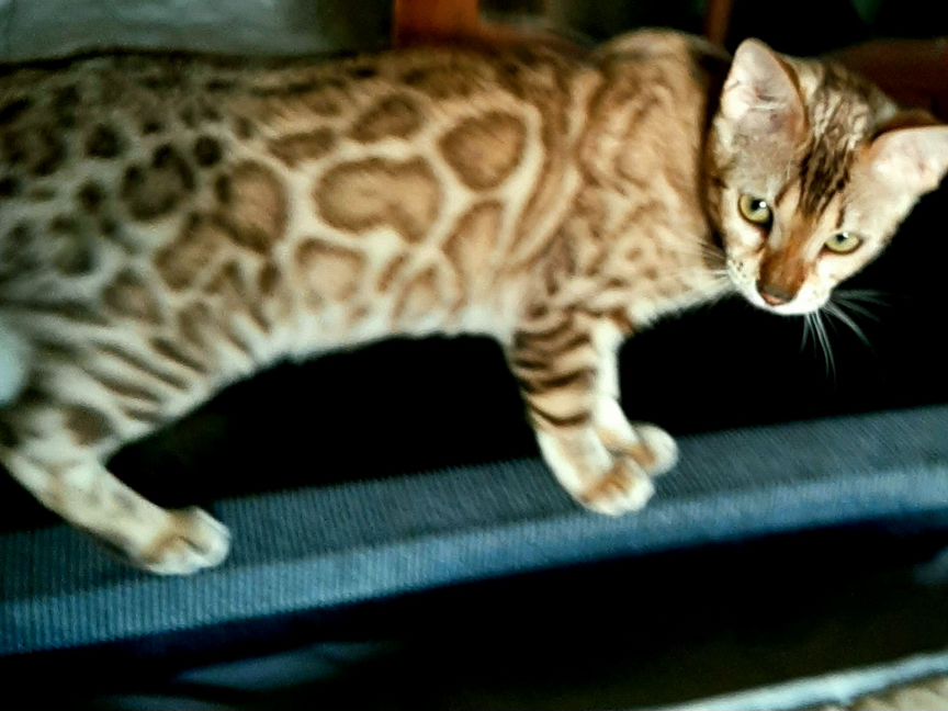 Бенгальская кошка