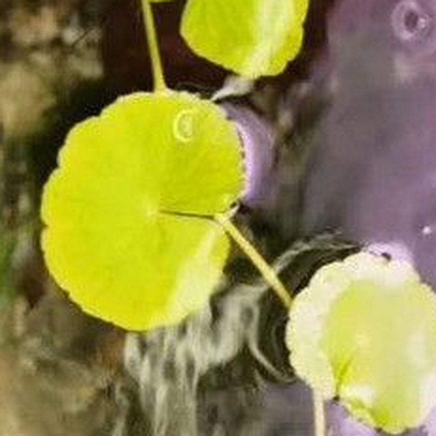 Гидрокотила белоголовая или щитолистник