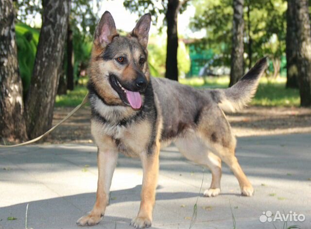 Собака из приюта в добрые руки