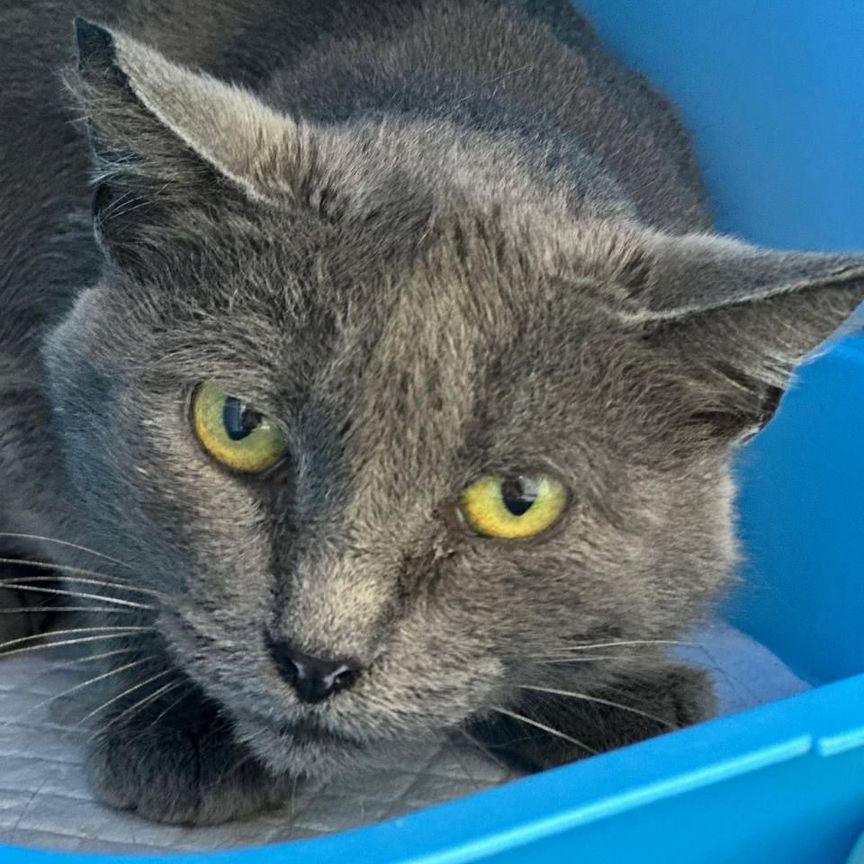 Варежка просит финпомощи,а лучше бы дом и семью