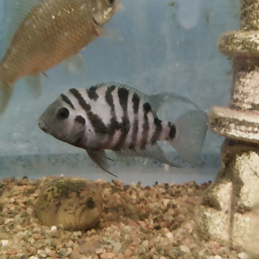 Полосатая цихлида