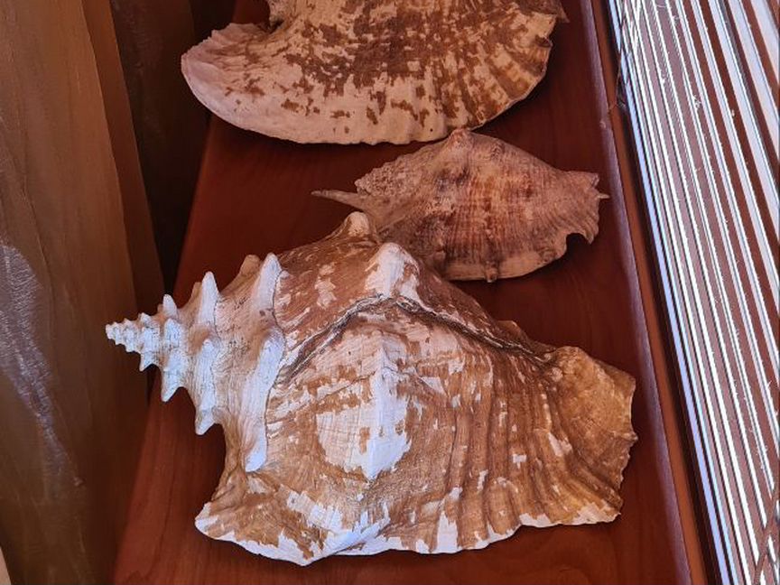 Ракушки океанские