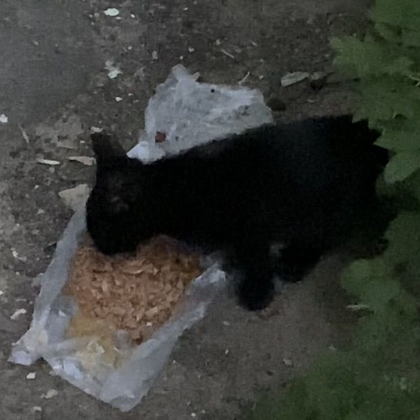 Котенок ищет дом