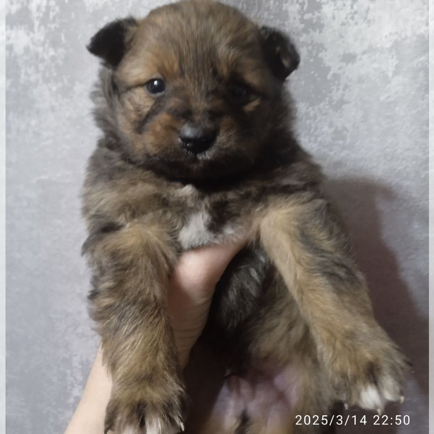 Щенки шпица помесь