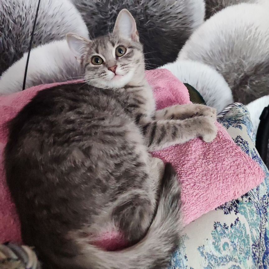 Котёнок в добрые руки