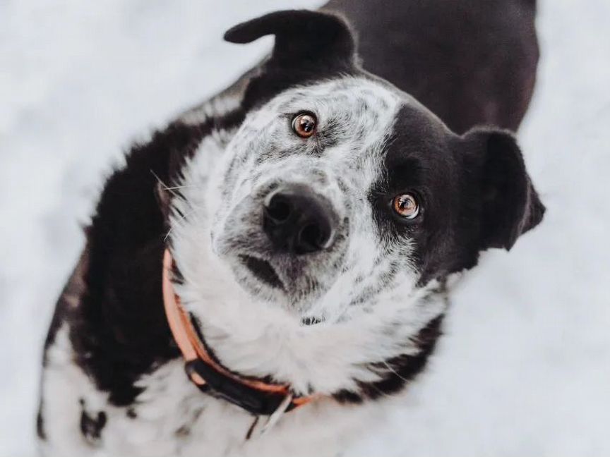 Собака в добрые руки отдам бесплатно