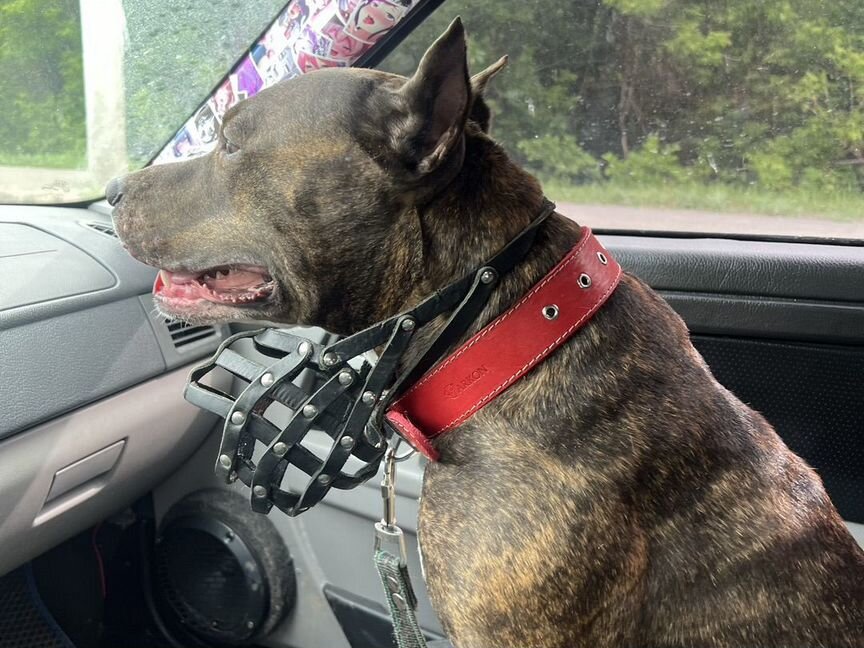 Отдам в добрые руки стафа