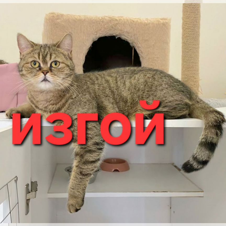 Взрослая, кошка в добрые руки