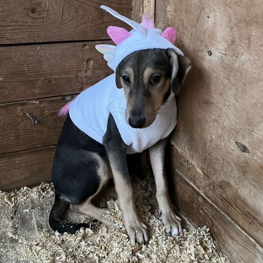 Щенок в добрые руки