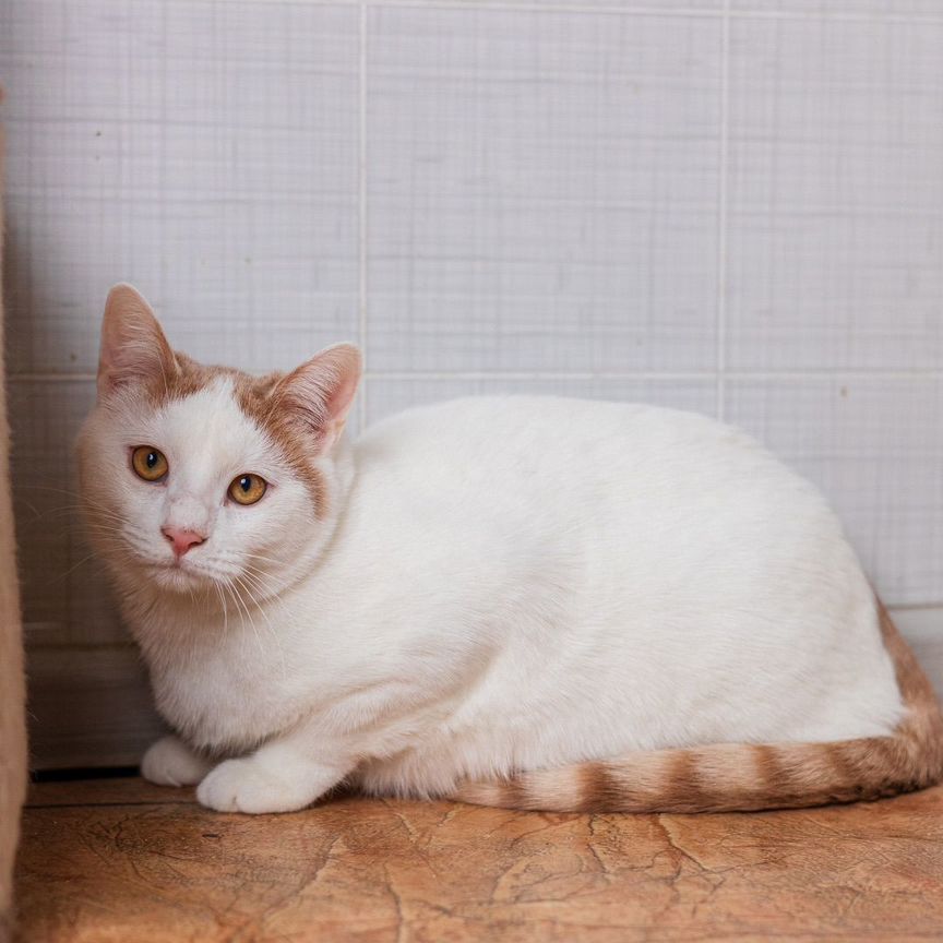 Ласковый котик ищет семью