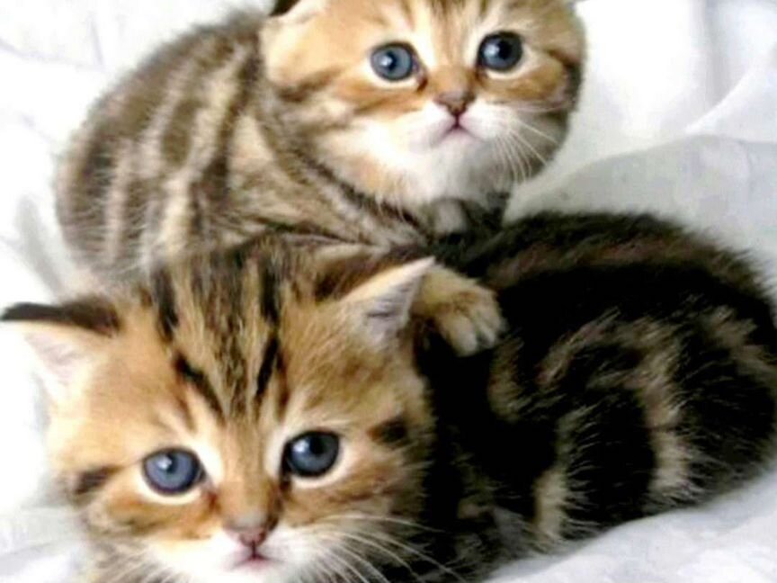 Шотландские котята) Золотой Мрамор