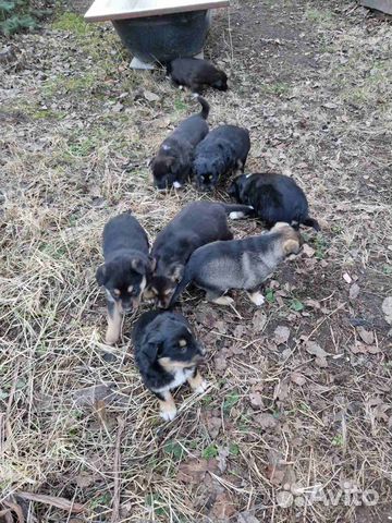 Щенки помесь с ротвейлером