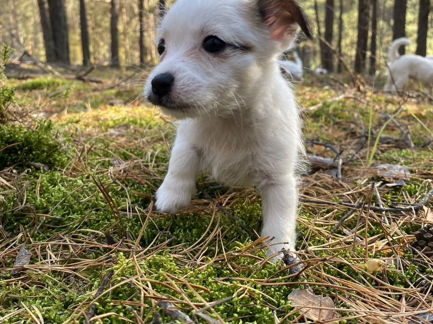 Щенок Джек Рассел терьер девочка