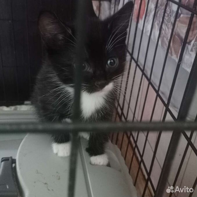 Черно-белый котенок грустит в клетке