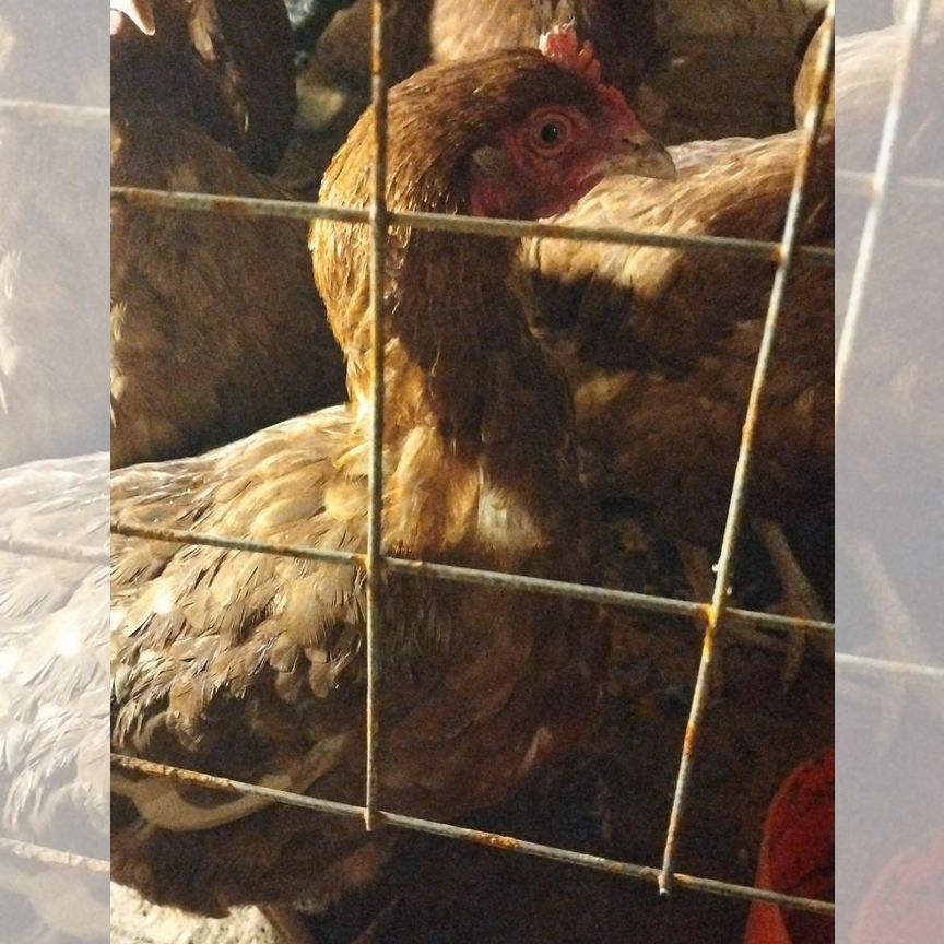 Продажа курей