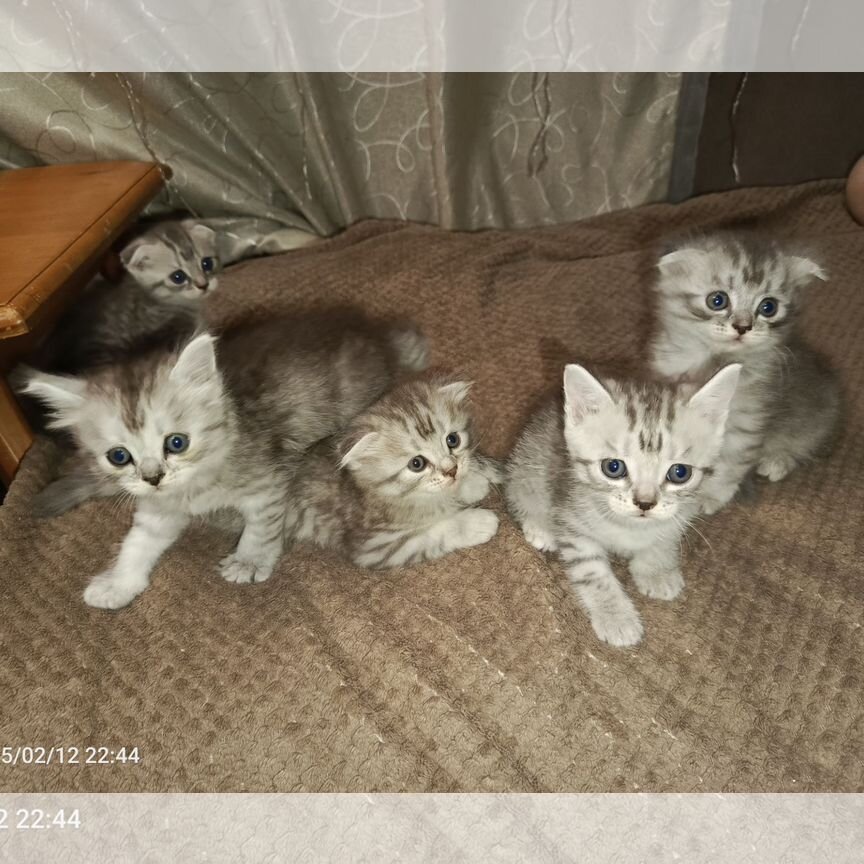 Шотландские вислоухие котята
