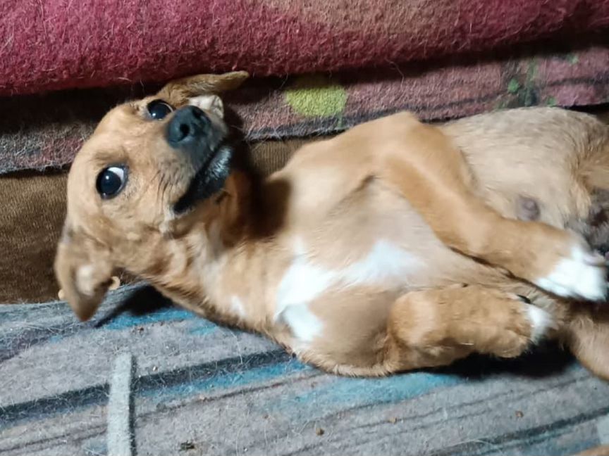 Маленькая бежевая собачка в добрые руки