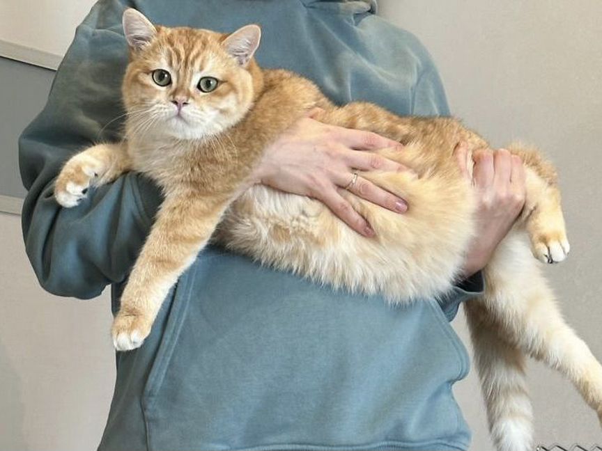 Британский кот