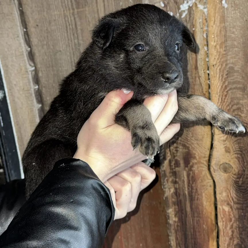 Щенок в добрые руки