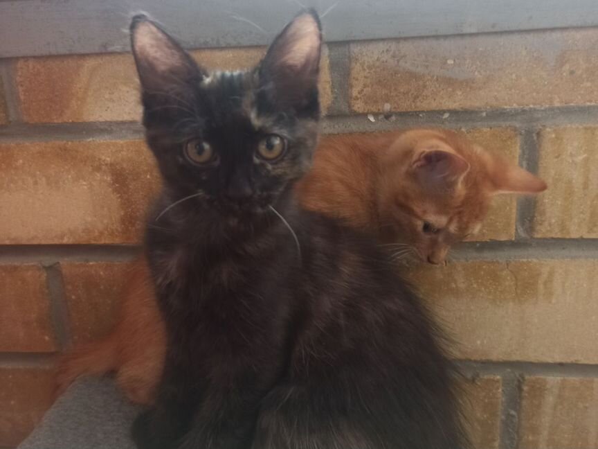 Отдаëм котят