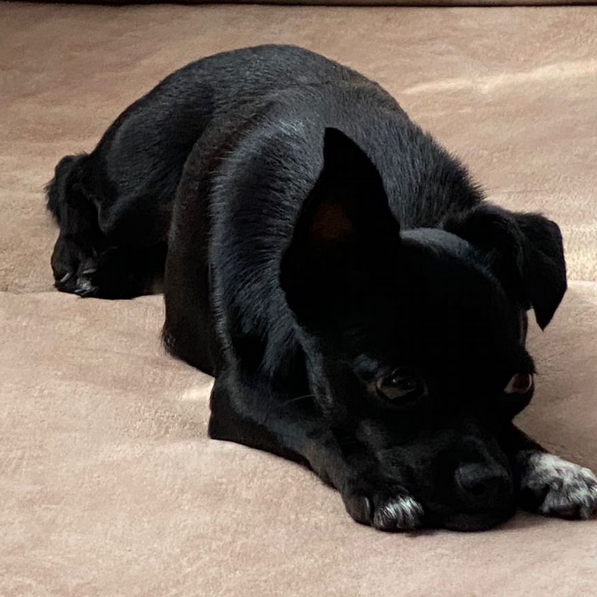 Собака в добрые руки отдам бесплатно