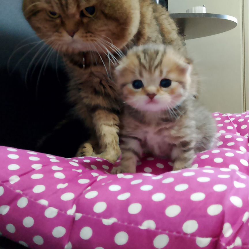 Котята