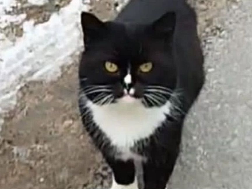 Кот сказочный