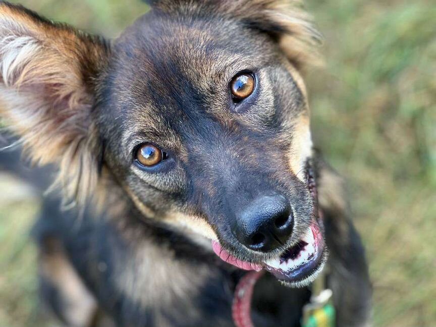 Собака из приюта в добрые руки