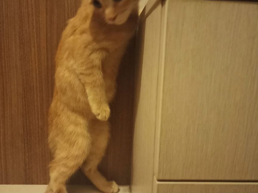 Что с ним будет, если они не справились