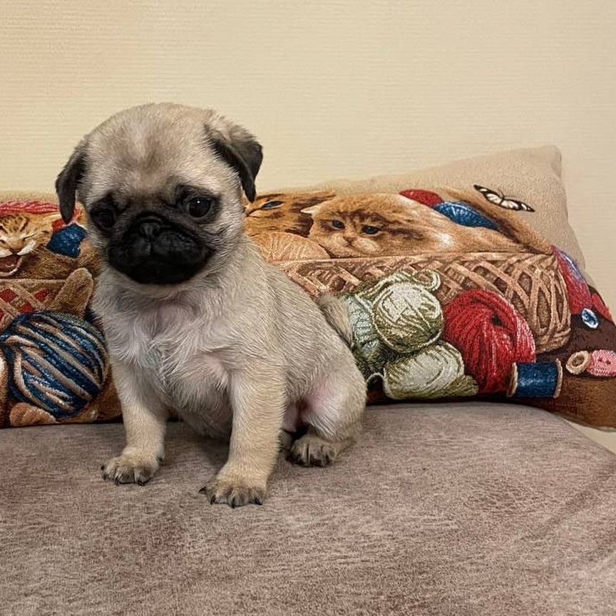 Мопс, щенок