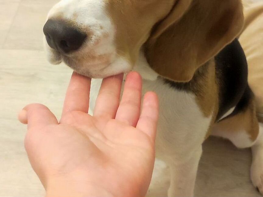 Щенки бигль