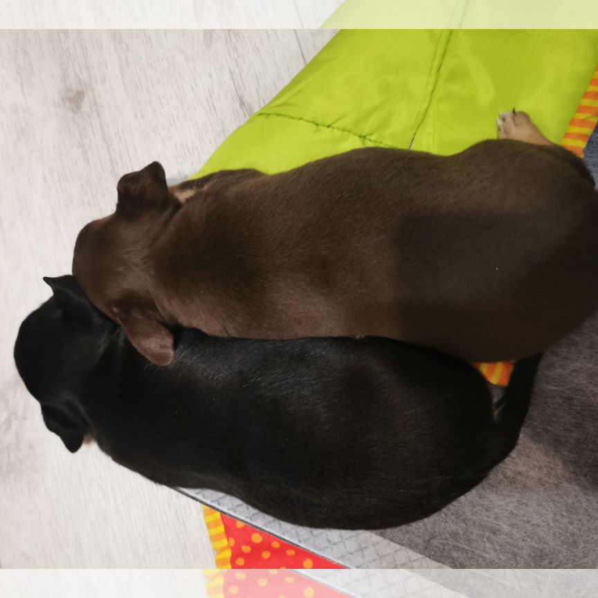 Чихуахуа, щенок