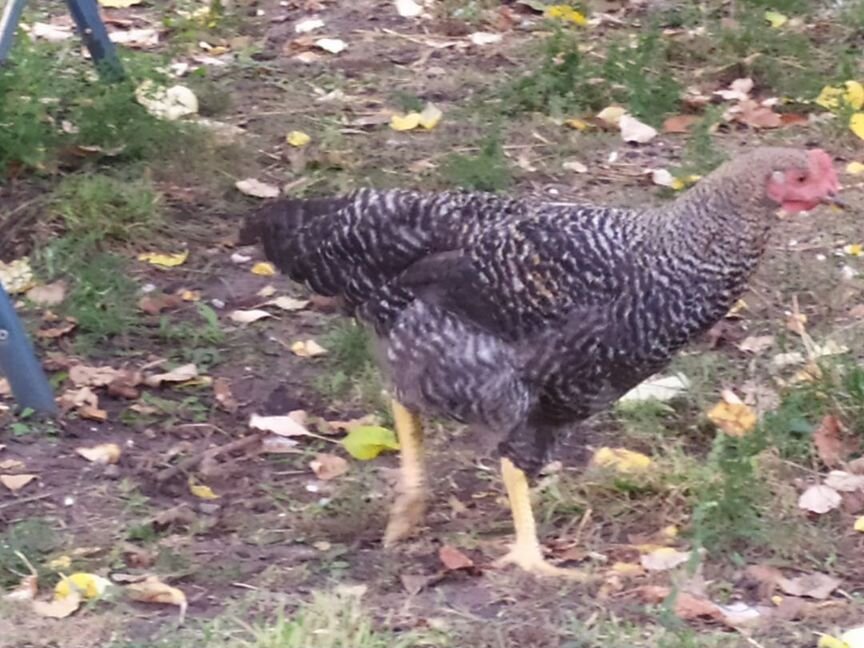 Молодые петушки породистые