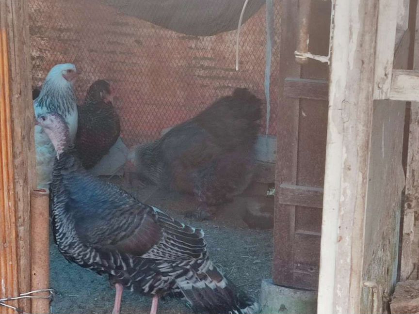 Индюшка 1 шт, куры несушки