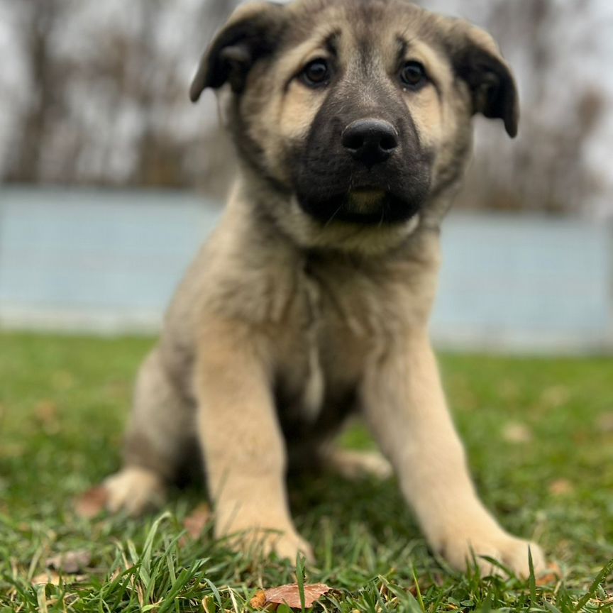 Амурчик - щенок из приюта, ищем дом