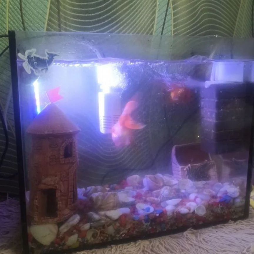 Золотые рыбки