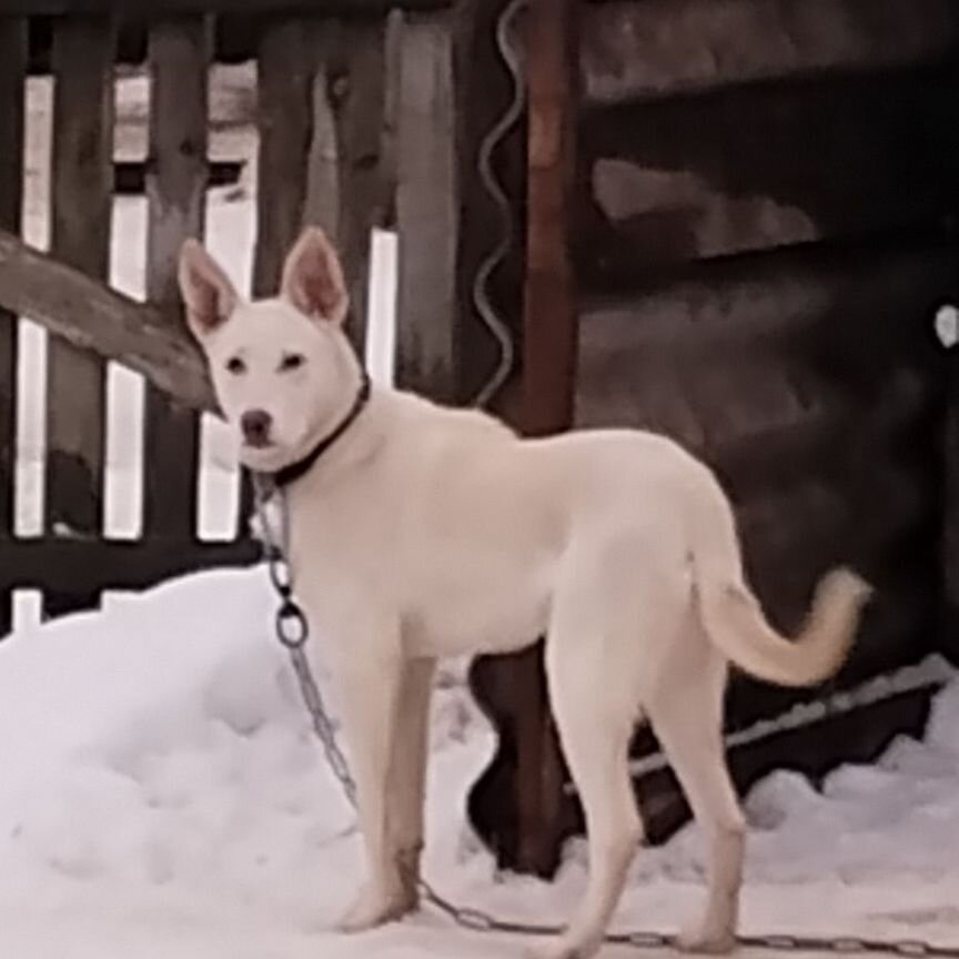 Бельгийская овчарка, щенок