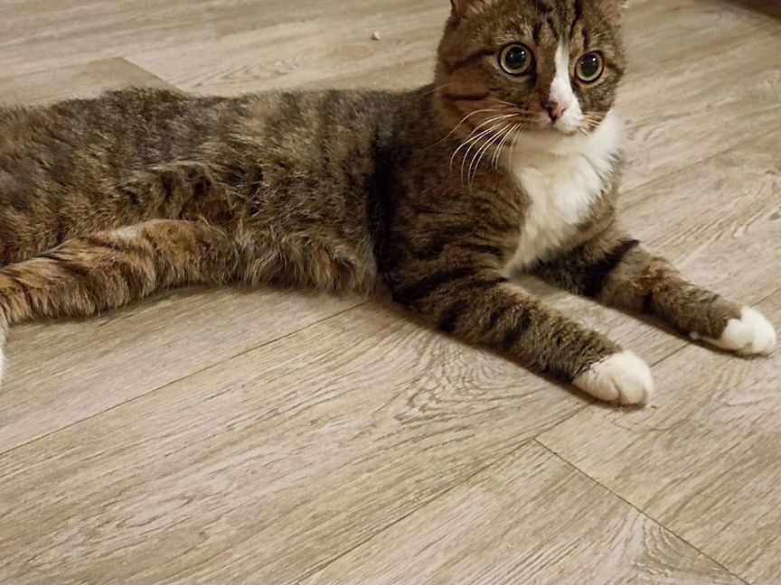 Обалденный кот в хорошие руки