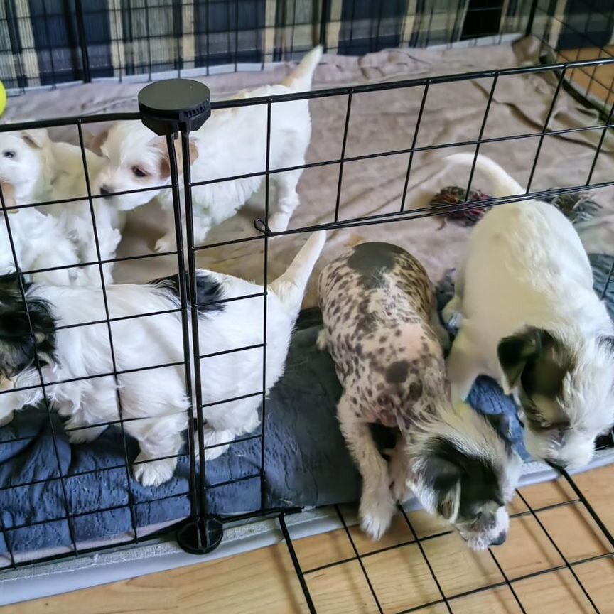 Китайская хохлатая, щенок