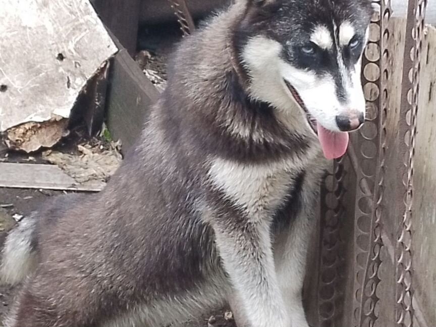 Собака хасха