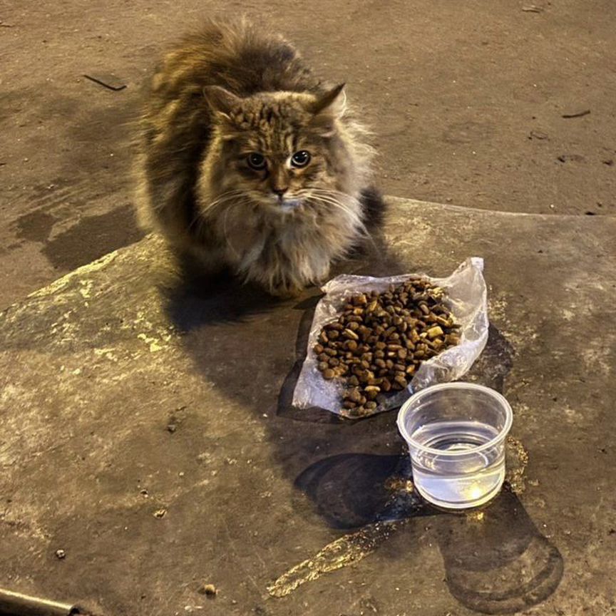 Ласкового кота выбросили при переезде