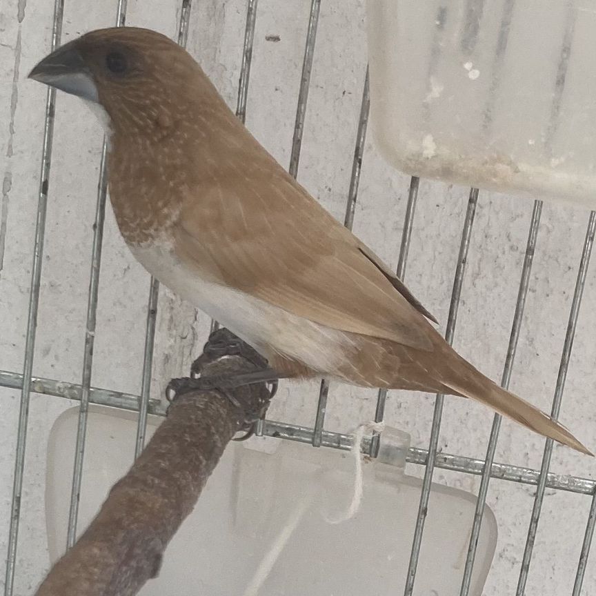 Японская амадина