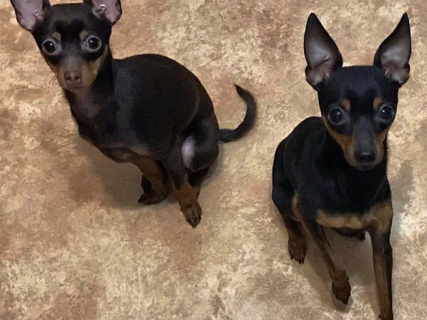 Той-терьер щенки