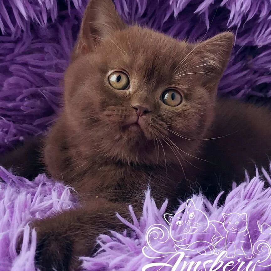 Британский короткошёрстный котёнок