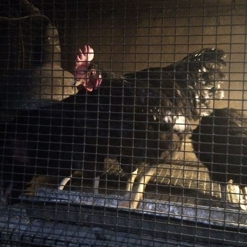 Петухи и курочки чёрного цвета