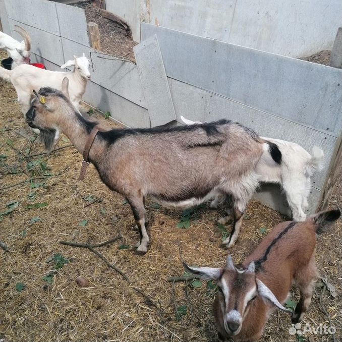 Козы альпийские и др продаются