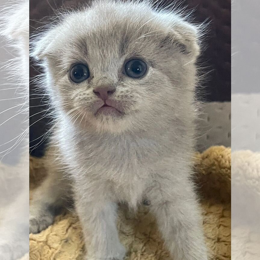 Шотландский вислоухий короткошёрстный котёнок