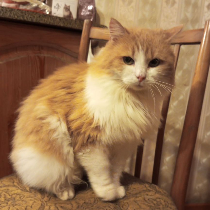 Взрослый кот в добрые руки